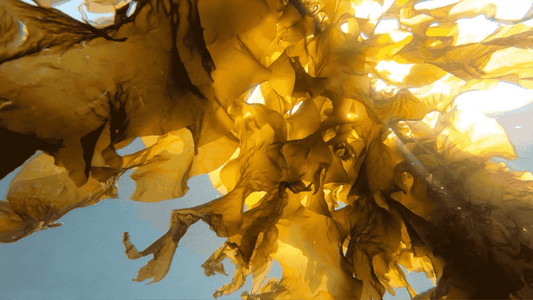 Ocean Made | Kelp Pots | Plantable seed-starting pots – OCEAN MADE